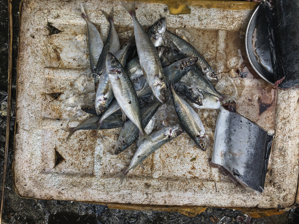 Top view on an assortment loose fish to sale at a fish market, H Stock ...