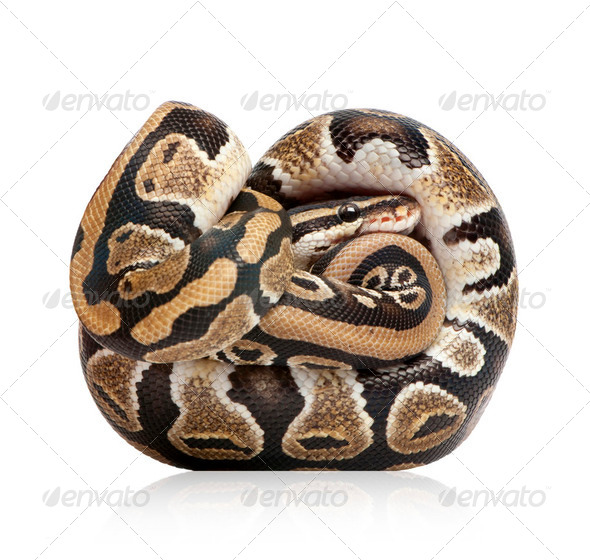 Young Python regius (10 months old) Stock Photo by Lifeonwhite | PhotoDune