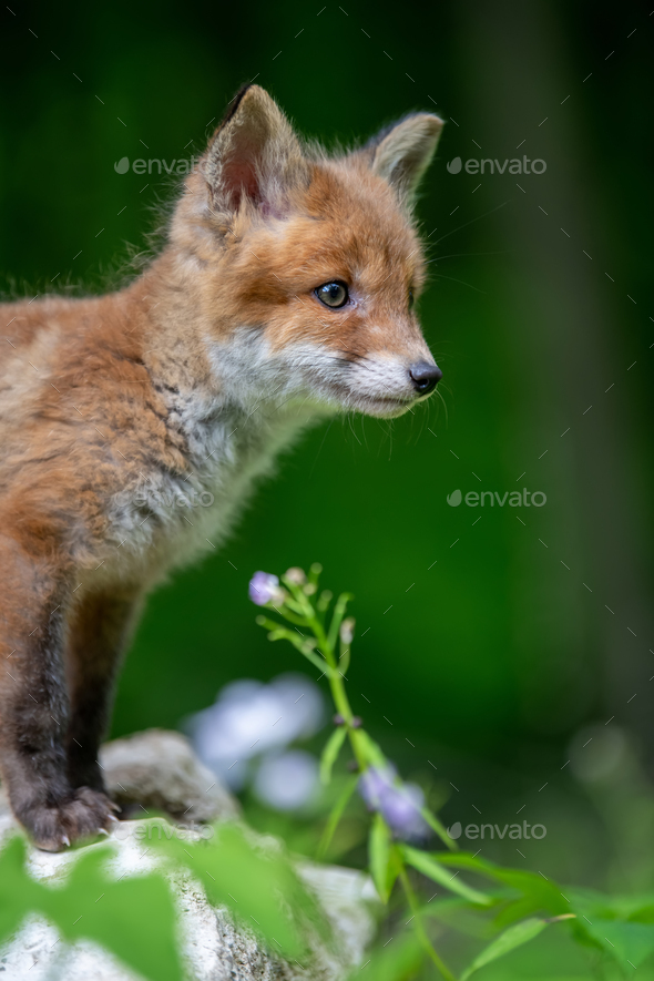 Red fox, vulpes vulpes, small young cub in forest. Cute little wild ...