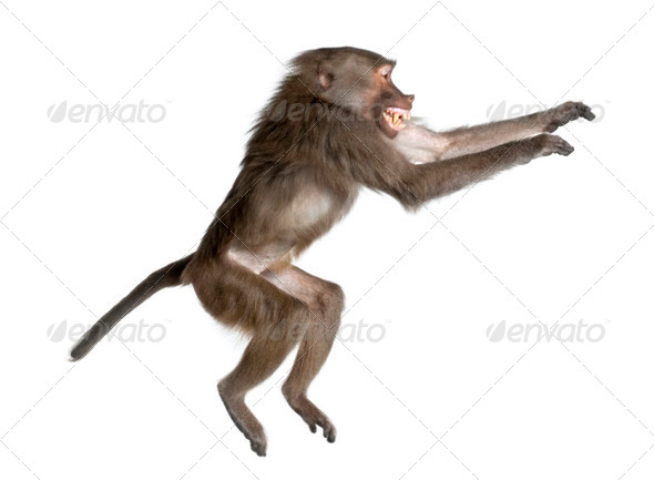 side view of a Baboon jumping - Simia hamadryas Stock Photo by Lifeonwhite