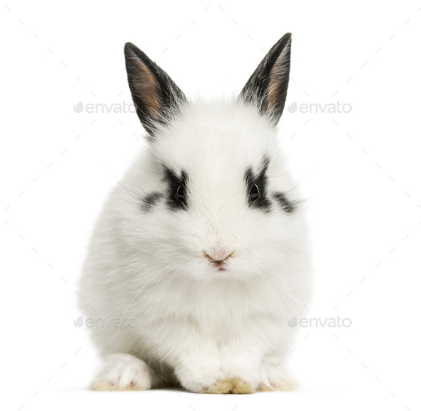 White rabbit sitting, isolated on white Stock Photo by Lifeonwhite