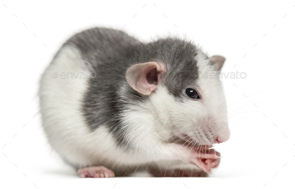 Rat washing itself, isolated on white Stock Photo by Lifeonwhite ...