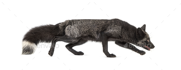 Side view of a Silvers Fox running away, isolated Stock Photo by ...