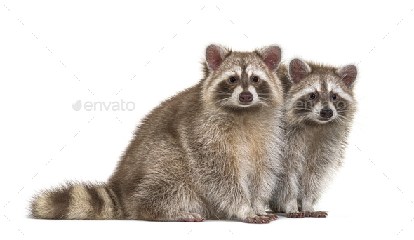Two red raccoons sitting together, isolated on white Stock Photo by ...