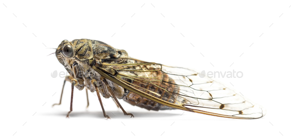 Grey Cicada, isolated on white Stock Photo by Lifeonwhite | PhotoDune
