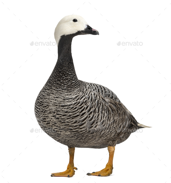 emperor goose standing, isolated on white Stock Photo by Lifeonwhite
