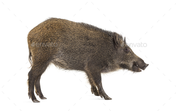 Side view, Profile, Wild boar, mouth open, isolated on white Stock ...