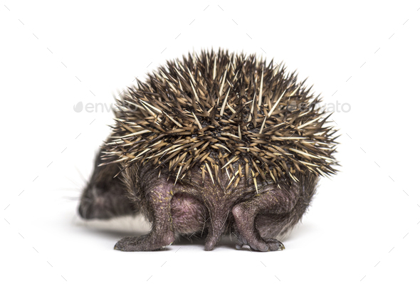 Back view of a Young European hedgehog isolated on white Stock Photo by ...