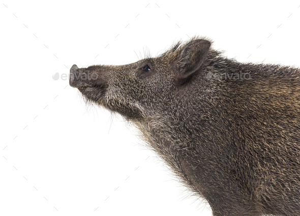 Profile, head shot, Wild boar, isolated on white Stock Photo by Lifeonwhite
