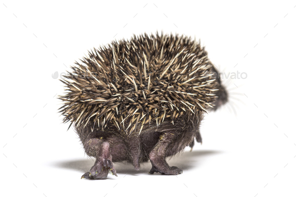 Back view of a Young European hedgehog walking away Stock Photo by ...