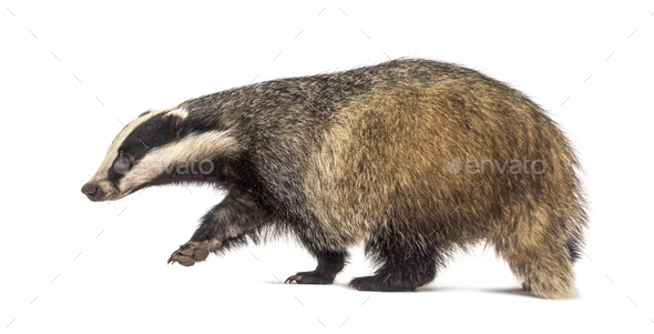 Side view of a European badger walking away, isolated Stock Photo by ...