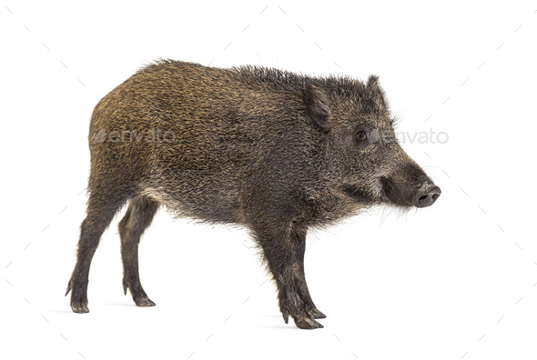 Side view, Profile, Wild boar, mouth open, isolated on white Stock ...