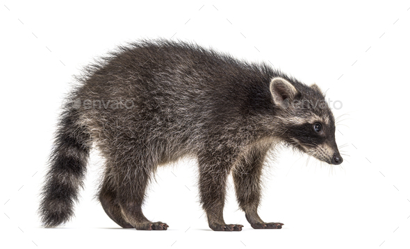 Side view of a standing Young Raccoon, isolated Stock Photo by Lifeonwhite