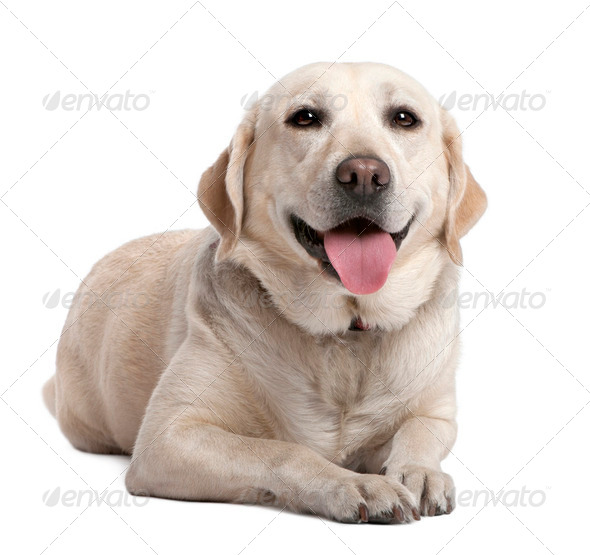 Labrador lying down and panting Stock Photo by Lifeonwhite | PhotoDune
