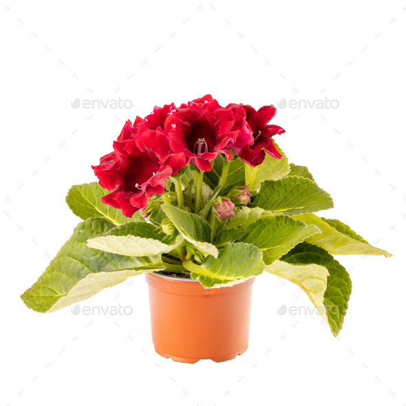 Gloxinia in a flower pot Stock Photo by grafvision | PhotoDune