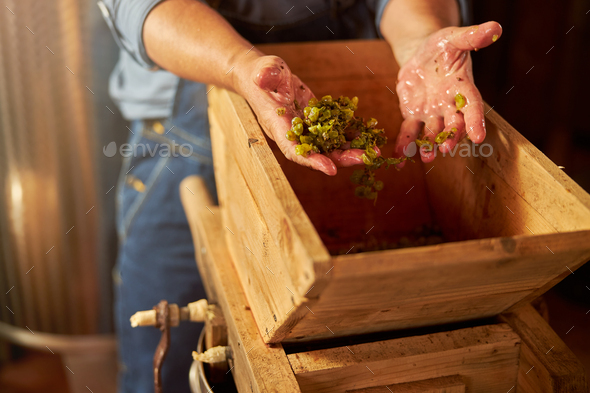 Experienced winemaker separating grape solids from the juice Stock ...