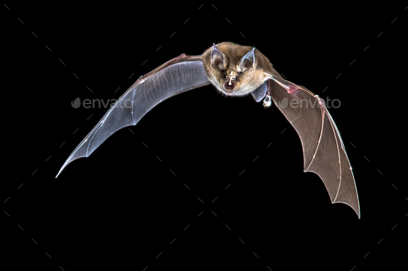 Flying Greater horseshoe bat Stock Photo by CreativeNature_nl | PhotoDune