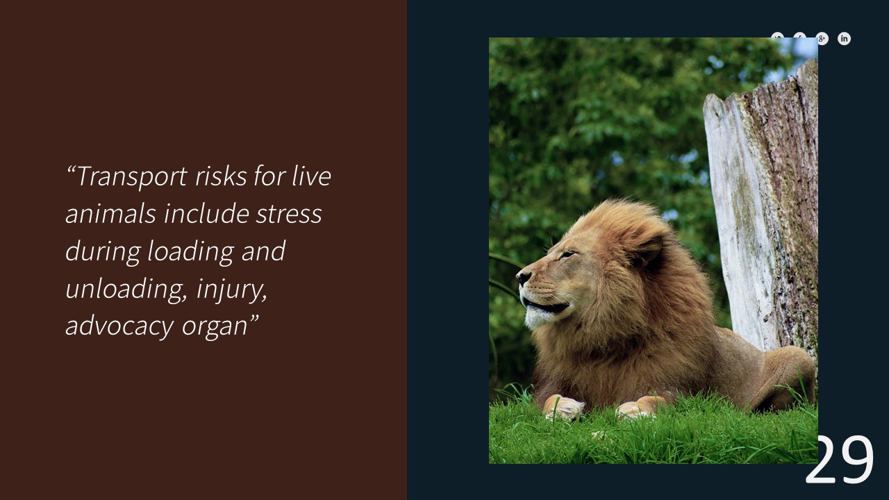 Zoologic Animal Presentation Template, Presentation Templates ...