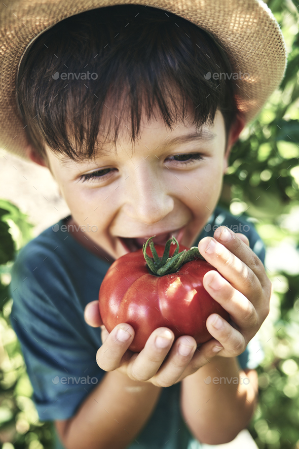 Close up of little boy eating ripe tomato Stock Photo by gpointstudio