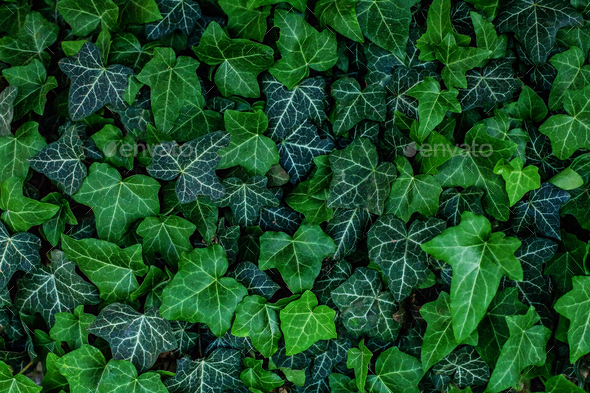 Background of ivy leaves. Concept background and texture. Stock Photo ...
