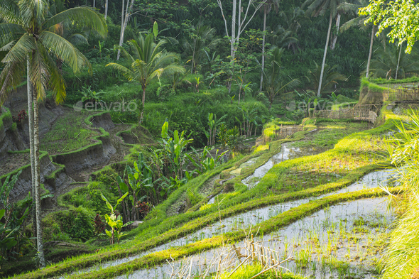 Tropical island with rice fields stock photo Stock Photo by Iakobchuk