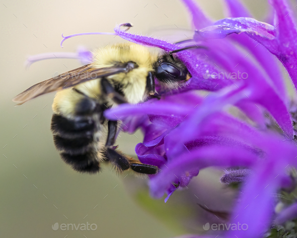 Eastern Bumblebee Stock Photo by mattcuda | PhotoDune