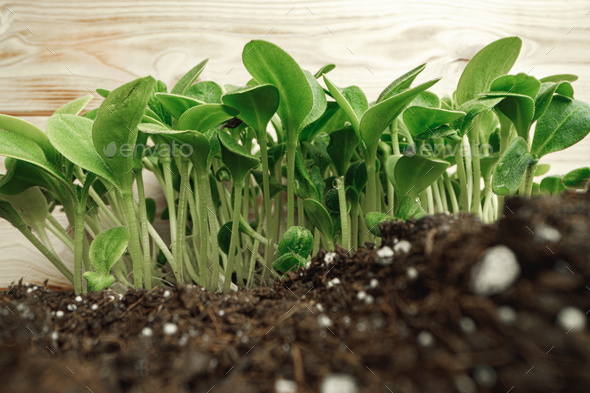 Small sprout of a growing plant in soil close up Stock Photo by ...