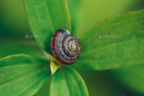 The snail hid in its shell on the green leaves of the plant Stock Photo ...
