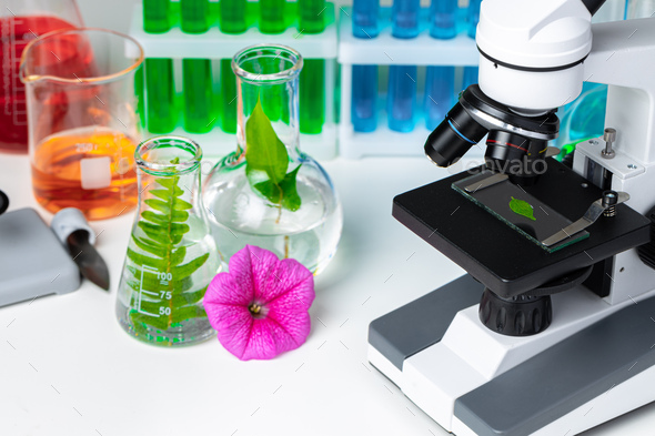 Close up of a plant leaf on a glass slide in a microscope ...