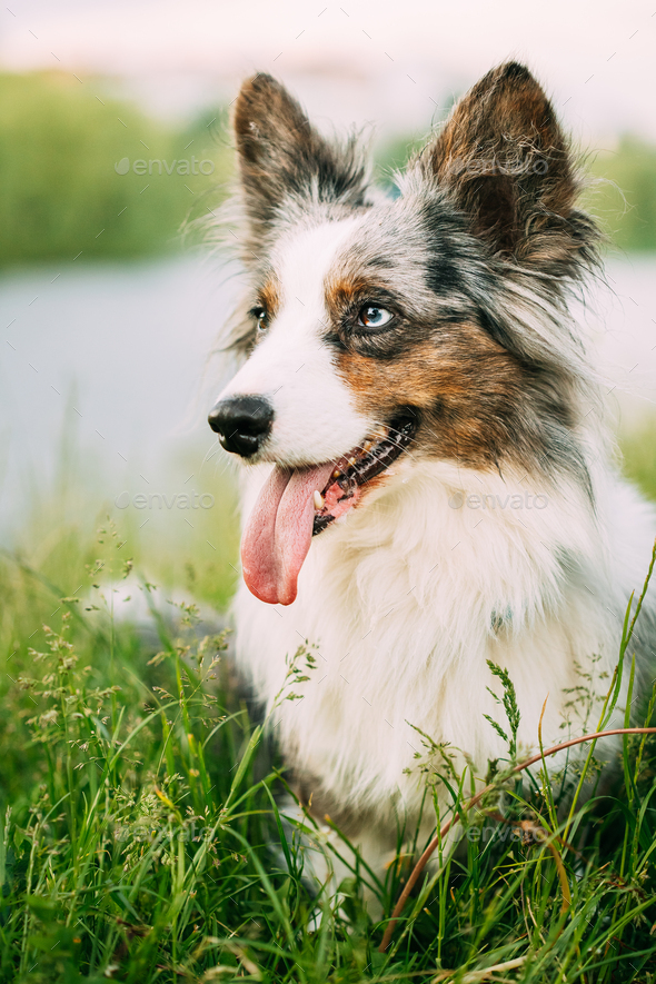 Funny Blue Merle Cardigan Welsh Corgi Dog Playing In Green Summer Grass ...