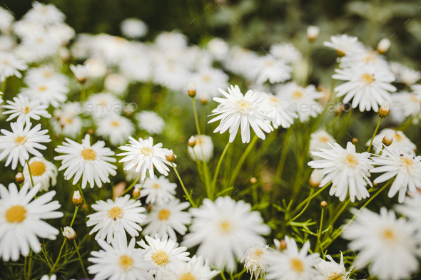 Spring background with daisy field nature photography Stock Photo by ...