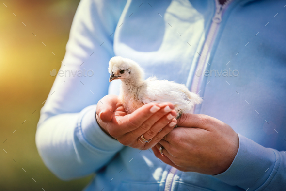 Baby bird hold in woman hands Stock Photo by photocreo | PhotoDune