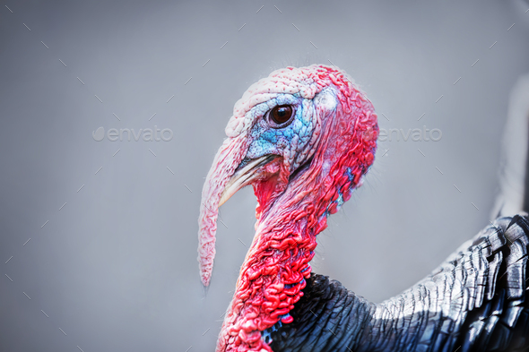 Turkey bird portrait Stock Photo by photocreo | PhotoDune