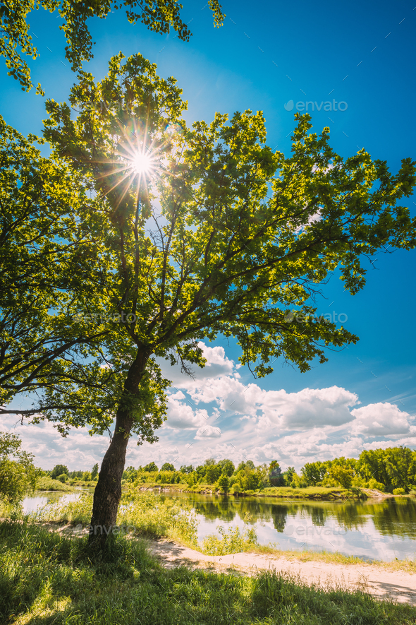 Vertical Shot Sunlight Sun Rays Shine Through Oak Woods In Summer ...