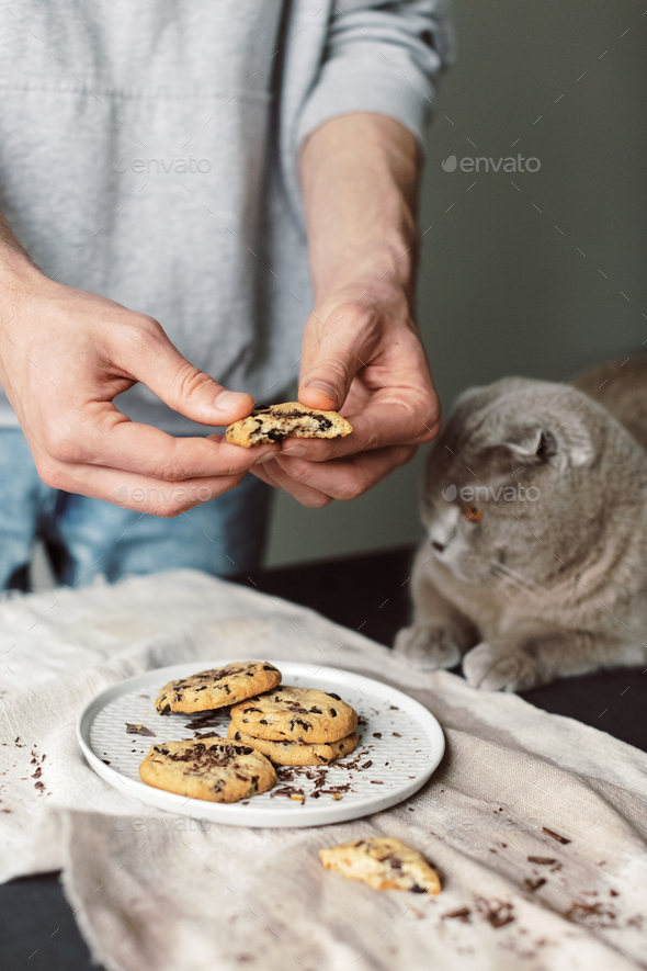 Cat and Homemade chocolate chip cookies Stock Photo by slavamishura