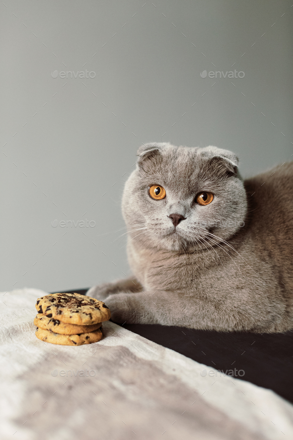 Cat and Homemade chocolate chip cookies Stock Photo by slavamishura