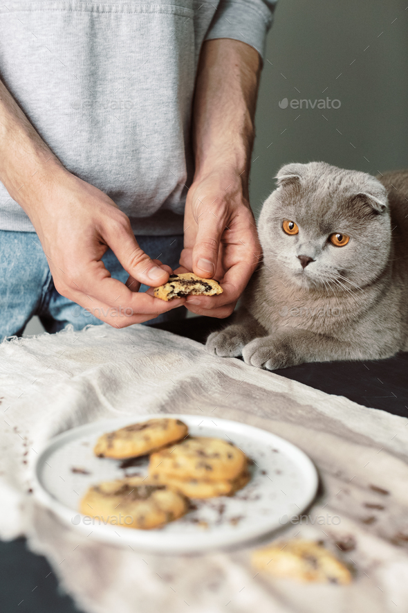 Cat and Homemade chocolate chip cookies Stock Photo by slavamishura