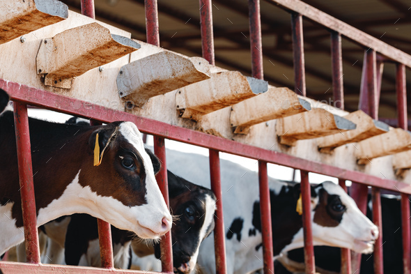Young bull calf in a stall on a farm Stock Photo by FabrikaPhoto ...