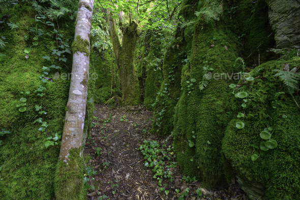 Limestone rock corridor covered with moss in Os Grobos Becerrea Galicia ...