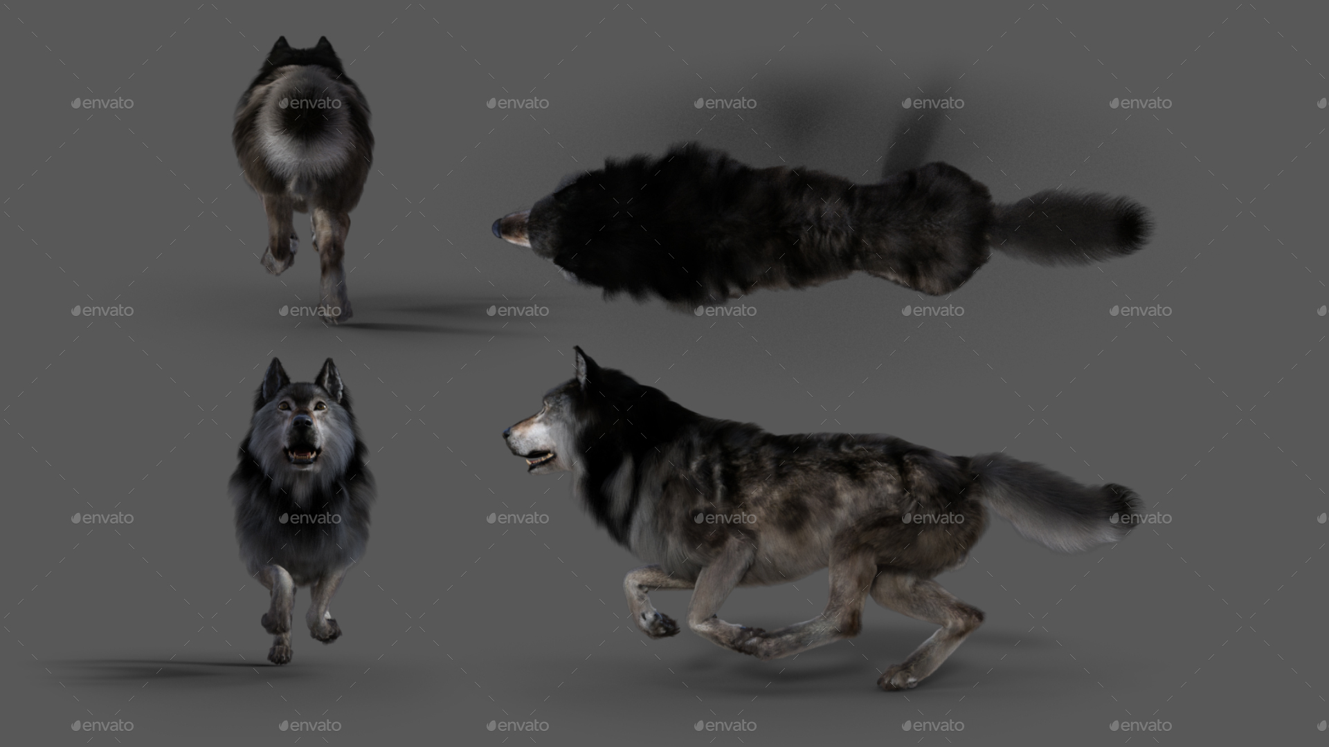 Wolf Run All Types by drZoitberg | GraphicRiver