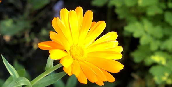 Wind Shakes Flower Calendula, Stock Footage | VideoHive