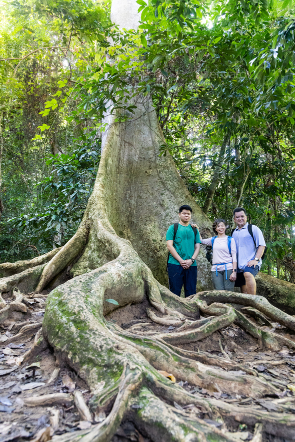 Tourists posing with big trunk tualang tree with huge roots at Taman ...
