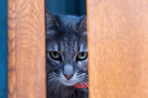Tabby gray cat hiding behind a wooden window. Domestic pet green eyes ...