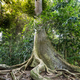 Big trunk tualang tree with huge roots at Taman Negara National Park ...