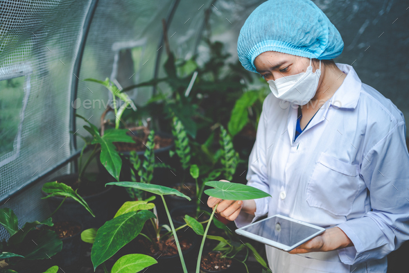 biology scientist working to research a growth plant in agriculture ...