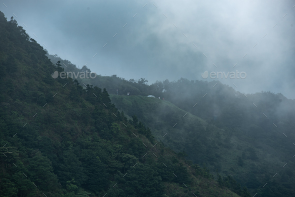 tropical jungle rainforest, foliage, wild, rain exotic wilderness ...
