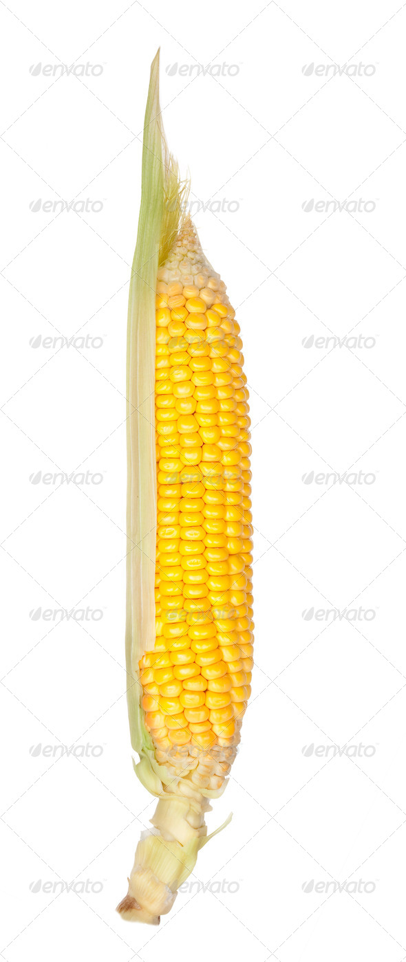 Ear of corn Stock Photo by SeDmi | PhotoDune