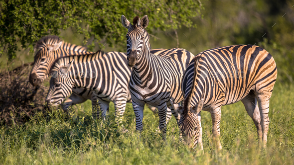 Four Common Zebra Stock Photo by CreativeNature_nl | PhotoDune