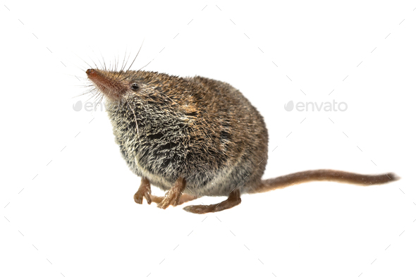Eurasian pygmy shrew Stock Photo by CreativeNature_nl | PhotoDune