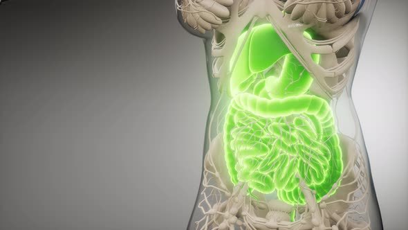 Human Digestive System Parts and Functions, Motion Graphics | VideoHive